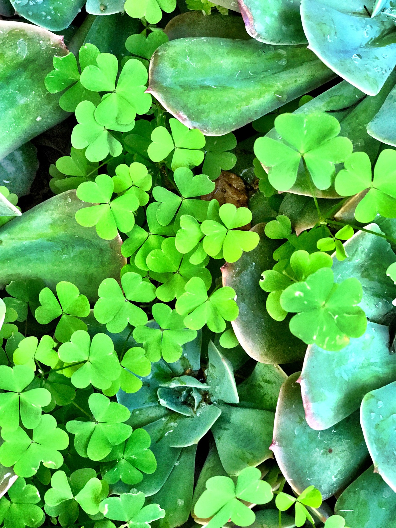 The Shamrock | quantum vis